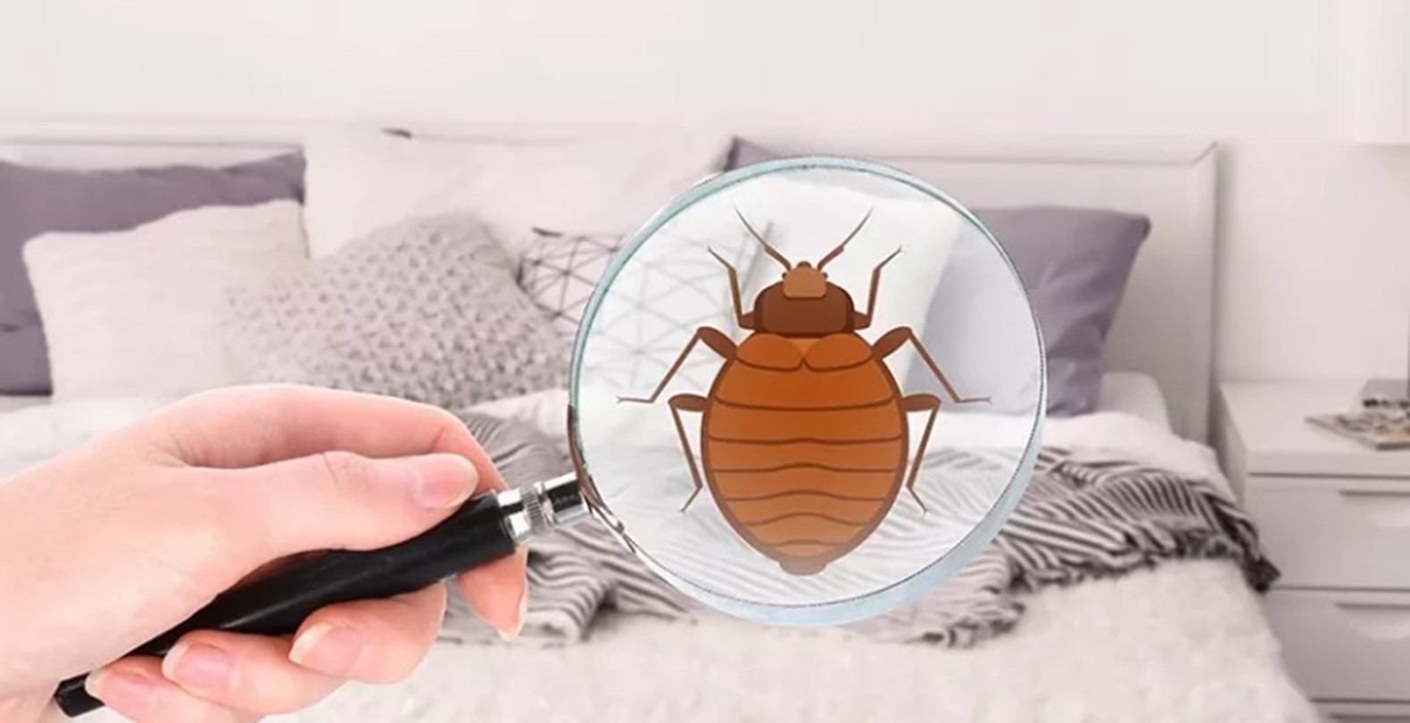 MASA Pest Control Services – The Best Pest Control Services